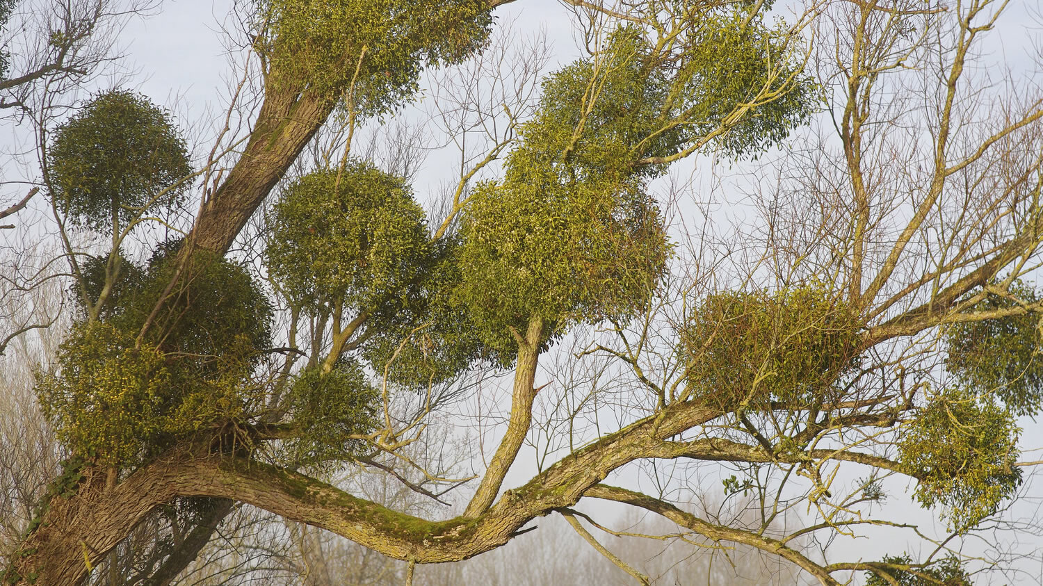 Why do we kiss under the mistletoe? - guernseydonkey.com
