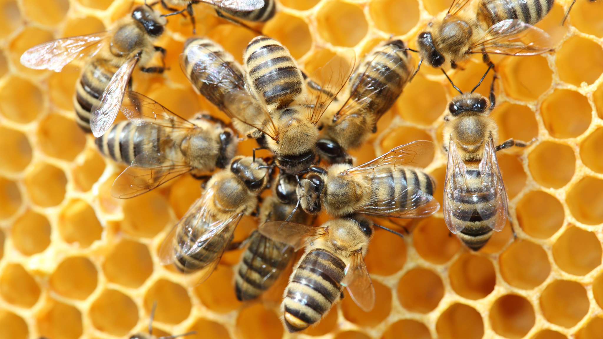 How Do Bees Communicate ? - And How we can use this for Internet ...