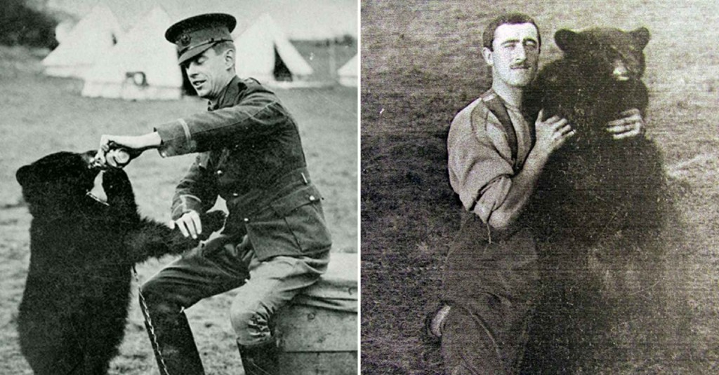 Winnie the Pooh - A Real Bear with a WWI Story - guernseydonkey.com