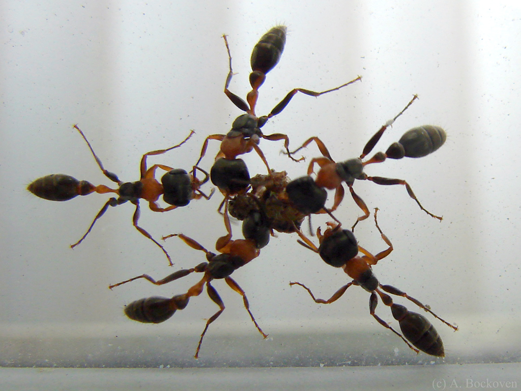 How Do Ants Tell Friend from Foe? - guernseydonkey.com