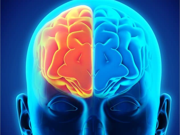 What Makes us Right-Handed or Left-Handed? - guernseydonkey.com